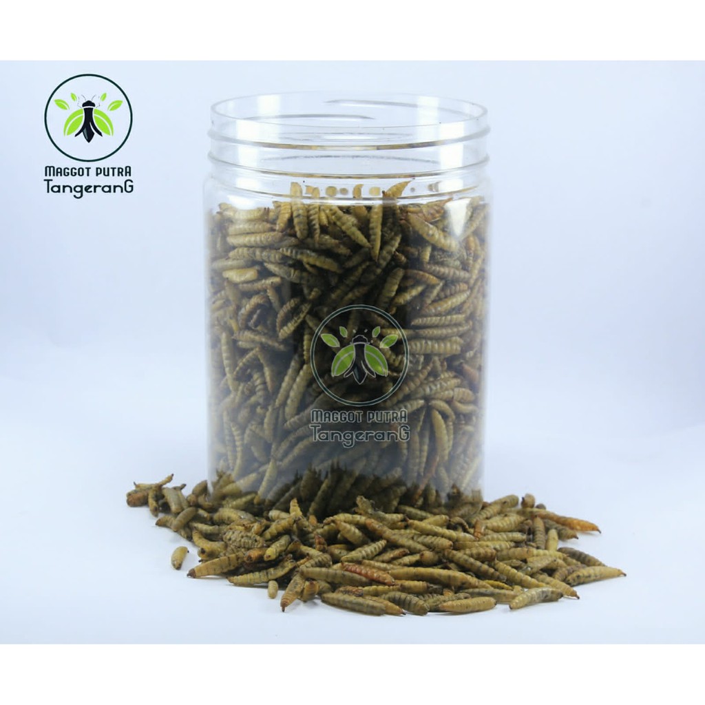 Jual Dried maggot /maggot kering /pakan ikan /pakan alternatif kualitas ...