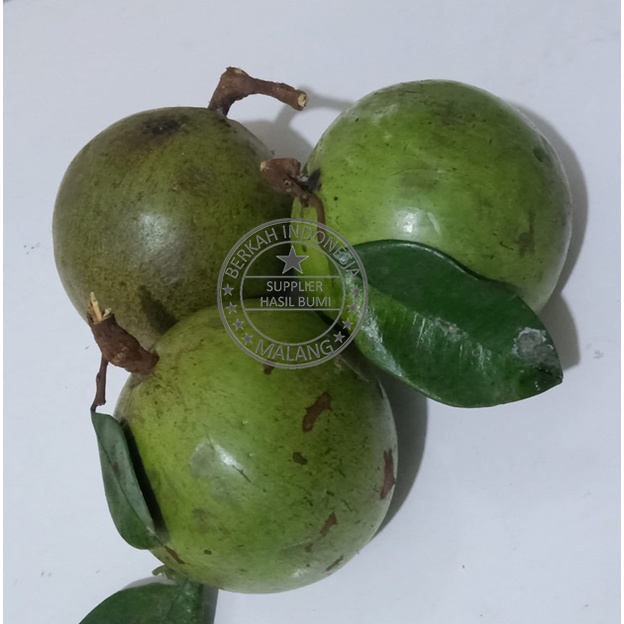 Jual Buah Baleci Madu | Shopee Indonesia