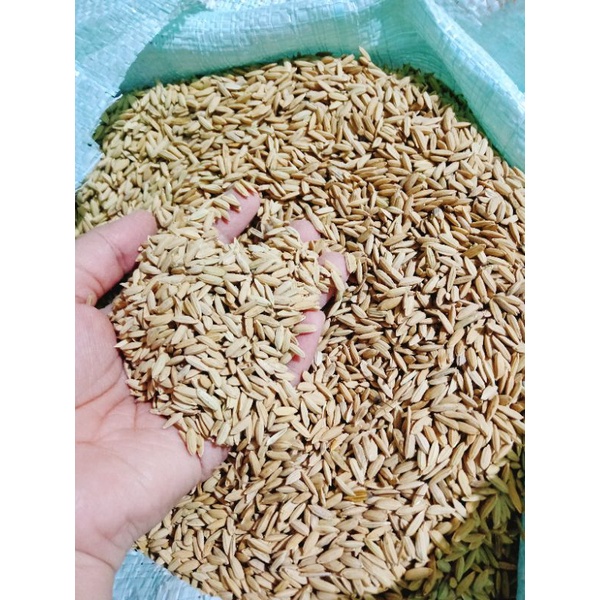 Jual 1 kG GABAH PAKAN | Shopee Indonesia