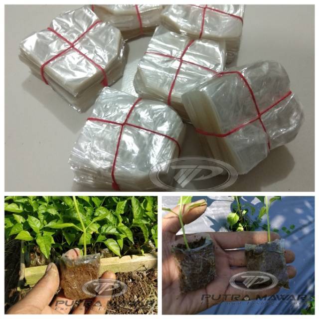 Jual Polybag semai 6x7 plastik semai/polybag benih 1ikat= ±800pcs ...
