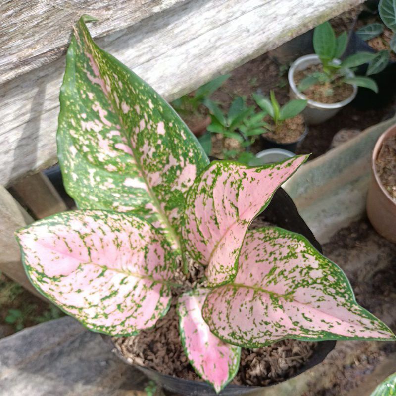 Jual bunga aglonema Ruby Kristin/lady Gaga daun 4-5 sehat | Shopee ...