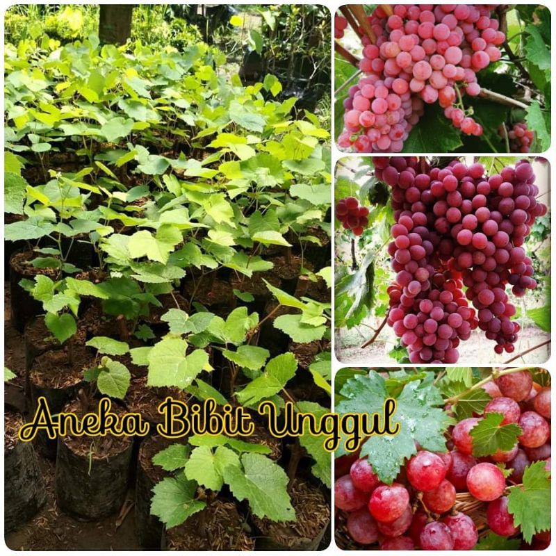 Jual beli 4 gratis 1 bibit anggur red caroline merah manis | Shopee ...