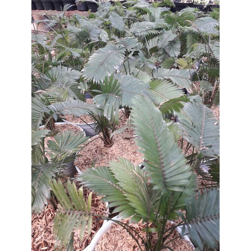 Jual Tanaman hias palem paris / palem mini | Shopee Indonesia