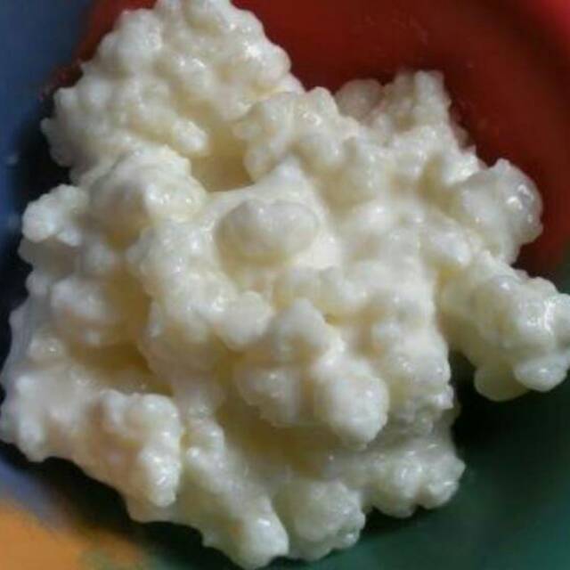 Jual BIBIT KEFIR | Shopee Indonesia