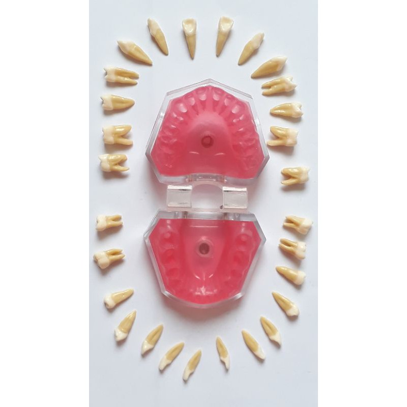 Jual Dental Study Model/ Phantom Gigi/ Typodont/ Model Gigi | Shopee ...