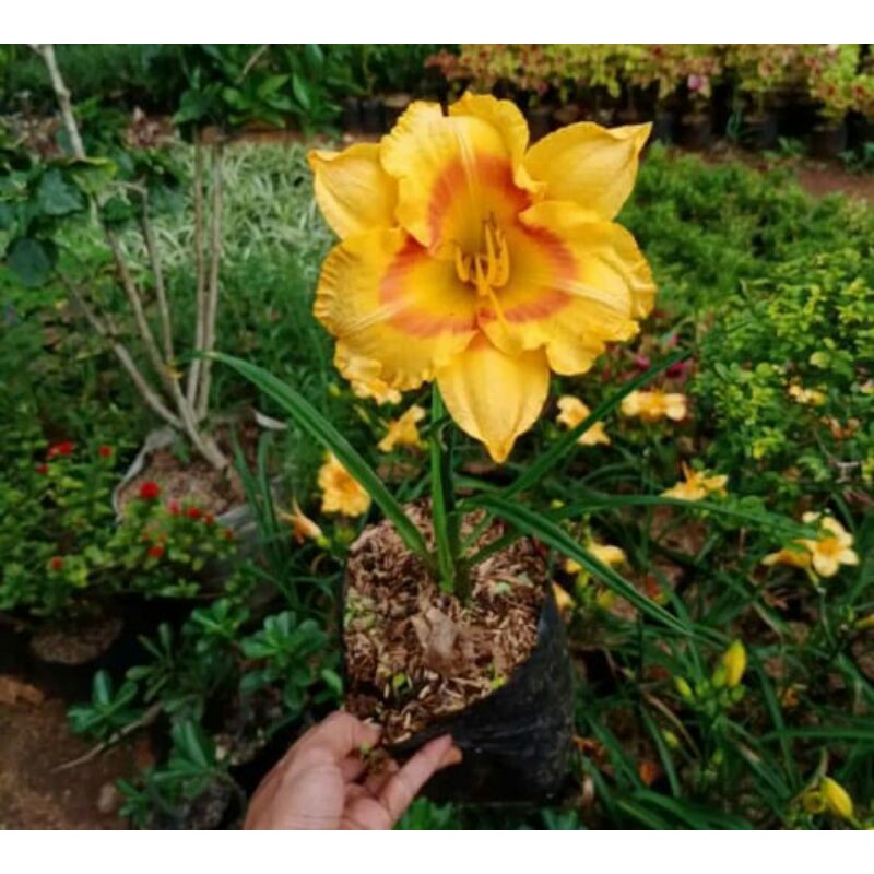 Jual pohon bunga lili | Shopee Indonesia