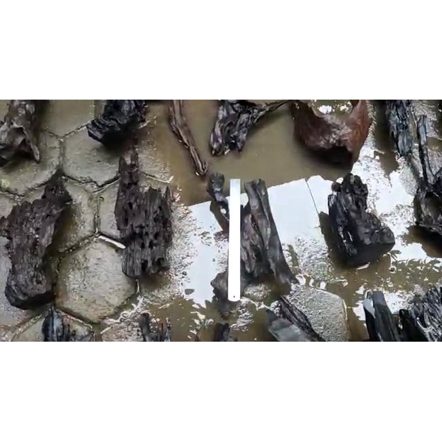 Jual Kayu Rentek / Drift Wood Size LL-XL Grade A | Shopee Indonesia