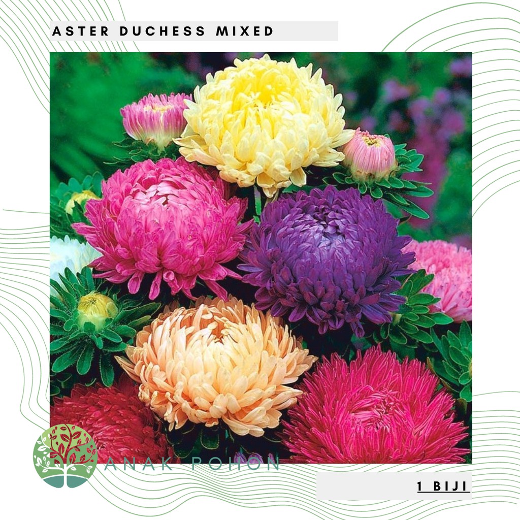 Jual Benih Bibit Biji - Bunga Aster Duchess Mixed Flower Seeds - IMPORT ...