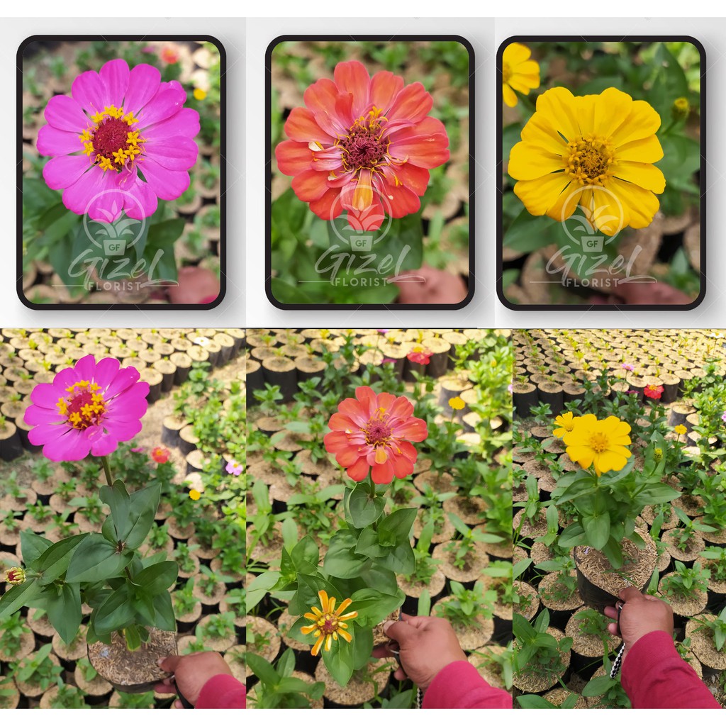 Jual Bunga Zinnia /Bunga kertas 3 macam warna | Shopee Indonesia