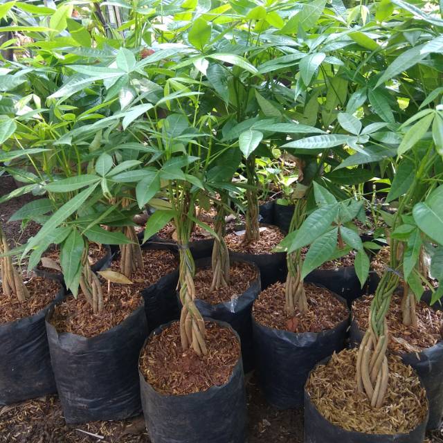 Jual Tanaman Hias Pacira kepang 6-Pohon Pacira kepang 6 | Shopee Indonesia