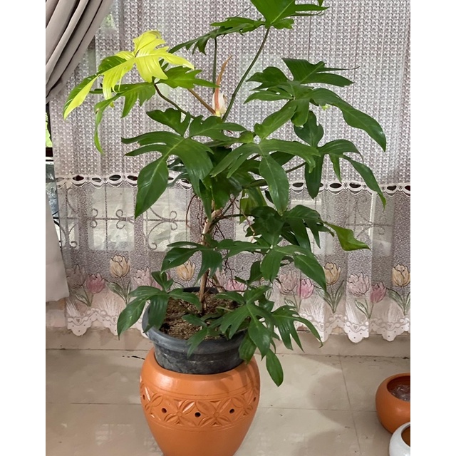 Jual Philo florida ghost mint | Shopee Indonesia