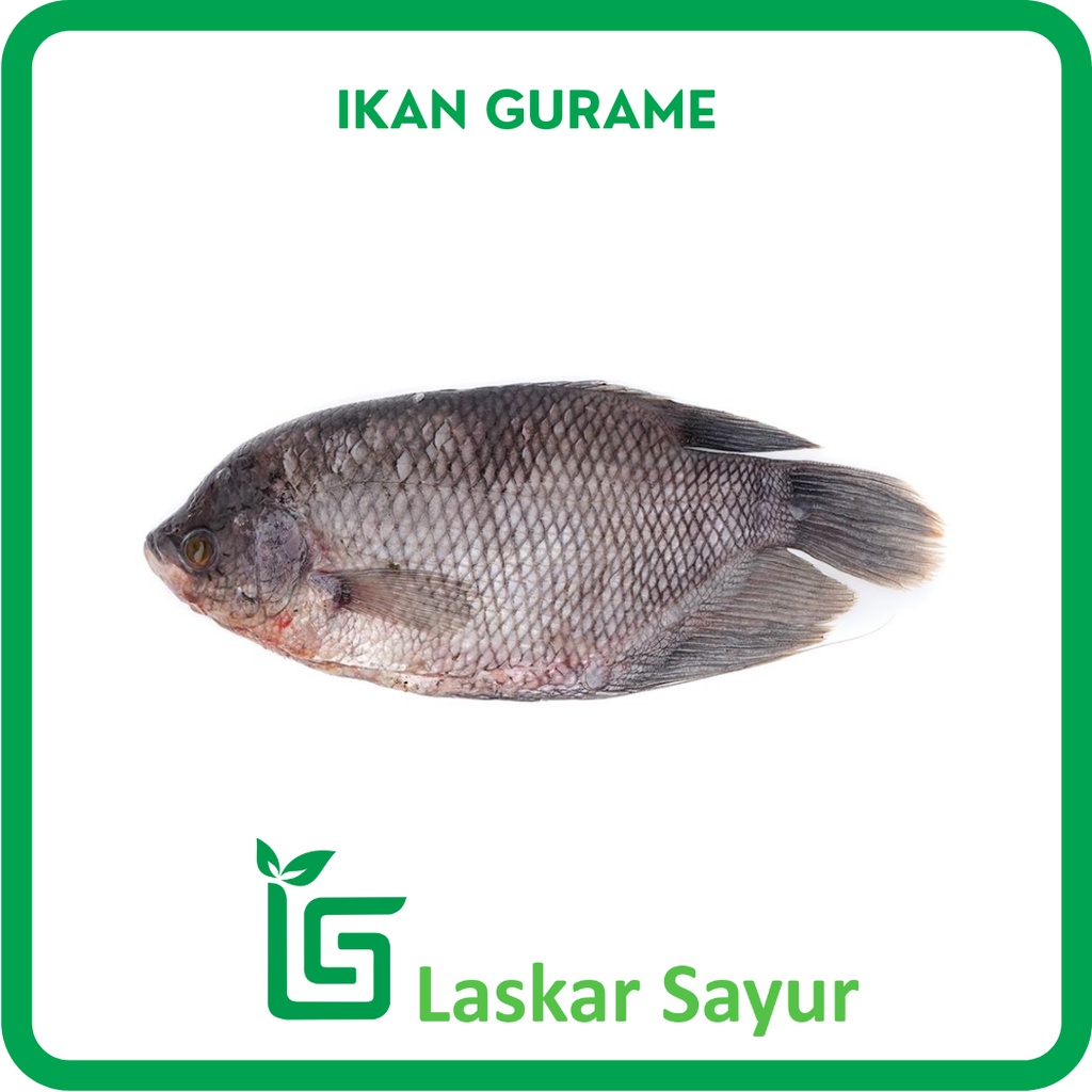 Jual Ikan Gurame Segar - 500g | Shopee Indonesia