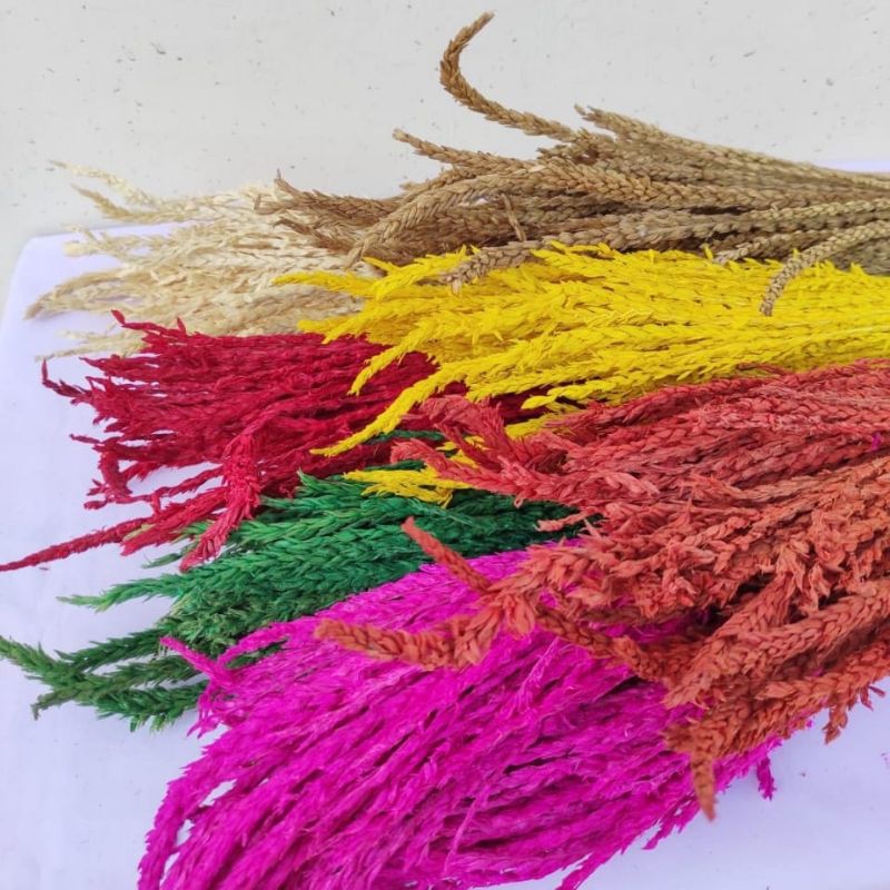 Jual Bunga Kering / Dried Flower / Buker / Bunga Jagung Kering / Bunga ...