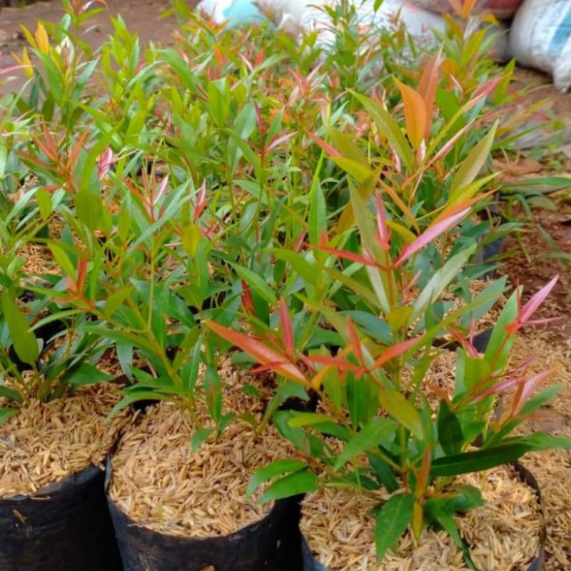 Jual pohon bibit pucuk merah/pohon teduh/pohon pelindung/pohon bentuk ...