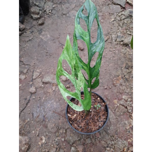 Jual MONSTERA ADANSONII VARIGATA/JANBOL VARIGATA LOKAL | Shopee Indonesia