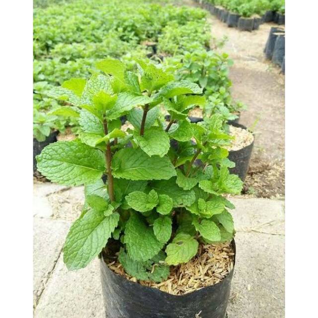 Jual Daun mint papermint -tanaman hias hidup-bunga hias hidup-tanaman ...