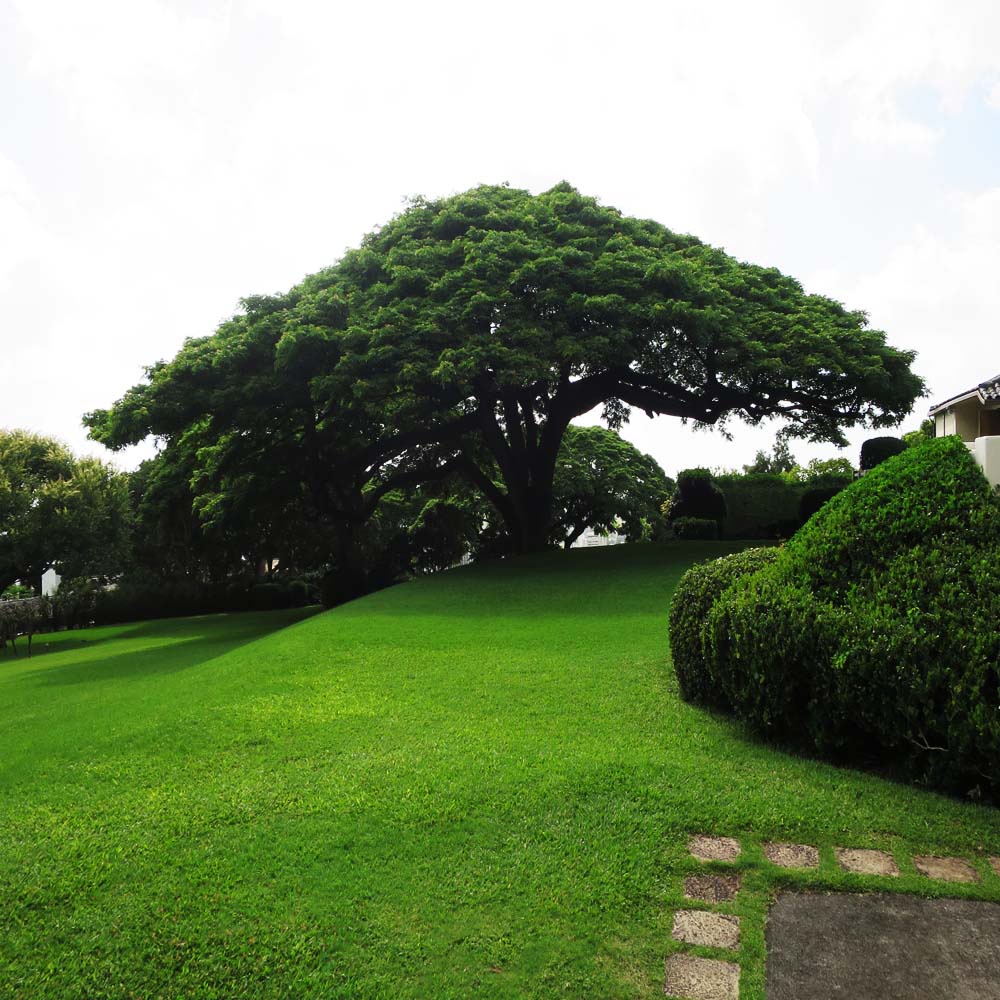 Jual Victory Seed Bibit Benih Trembesi Albizia (Isi 5 Gram) | Shopee ...