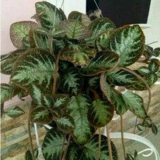 Produk Rabbani motor | Shopee Indonesia