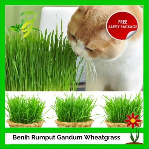 Jual Benih Biji Rumput Kucing Wheat Grass Gandum Makanan Kucing 50 Gram ...