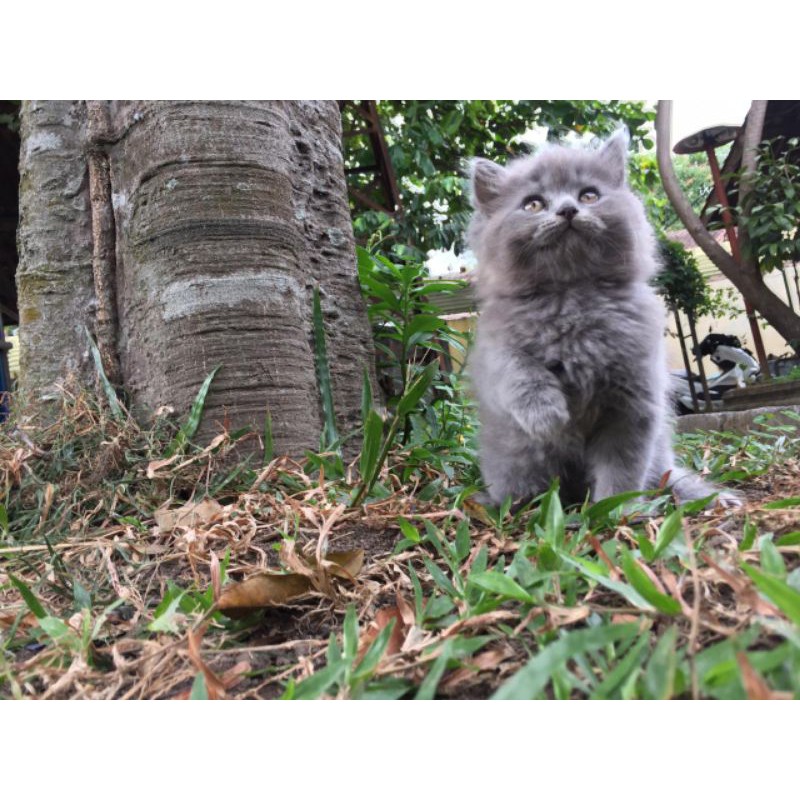 Jual Kucing Persia Flatnose Blue Solid Joss | Shopee Indonesia