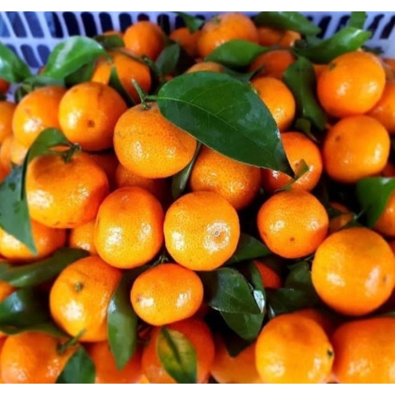 Jual JERUK SANTANG MADU/ jeruk santang fresh 1kg/BUAH JERUK SANTANG ...