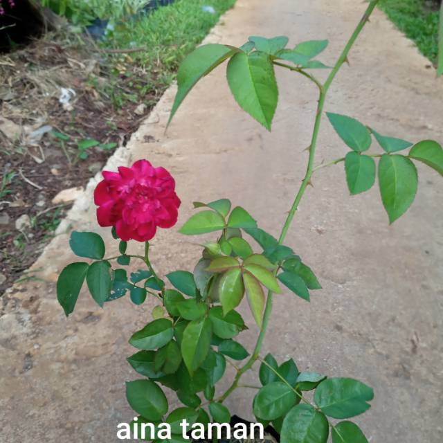 Jual POHON BUNGA MAWAR BUNGA ROS-tanaman bunga mawar bunga ros | Shopee ... Jual POHON BUNGA MAWAR BUNGA ROS-tanaman bunga mawar bunga ros | Shopee ...