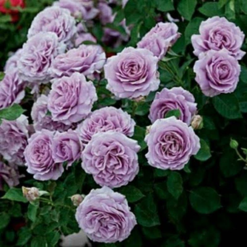 Jual Tanaman Bunga Mawar Floribunda Ungu | Shopee Indonesia