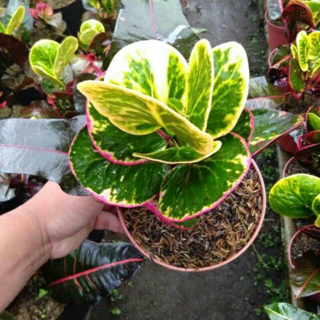 Jual Bibit tanaman bunga puring mortal atau mm atau tumbuhan puring ...