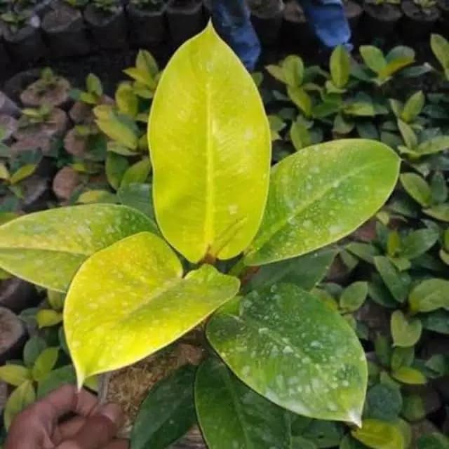 Jual Tanaman hias phillo lemon - phillodendron lemon | Shopee Indonesia