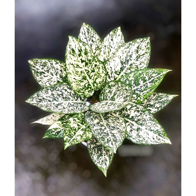 Jual Tanaman Hias Aglonema Siam Paragon / Bunga hias aglonema aglaonema ...