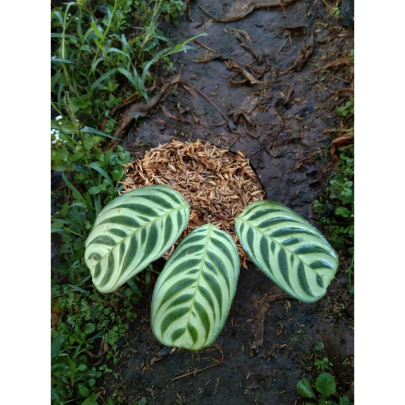Jual Tanaman Bunga Calathea Meranti Sepat | Shopee Indonesia