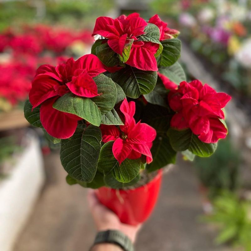 Jual Tanaman Hias Hidup Bunga Katusba (READY 4 JENIS) | Shopee Indonesia