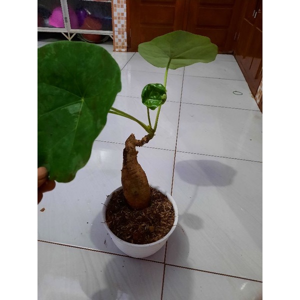 Jual TANAMAN HIAS JARAK BALI/JARAK BOTOL/BUDHA BELLY | Shopee Indonesia