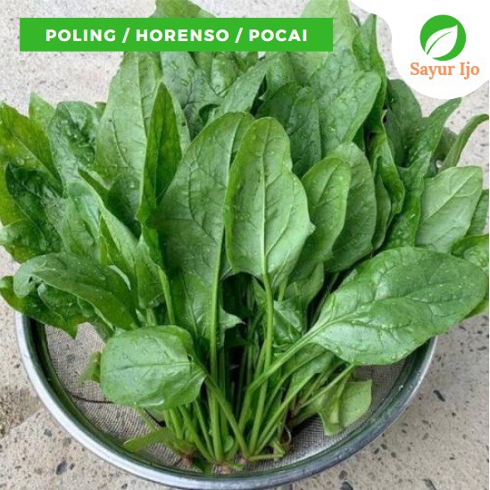 Jual Poling Horenso 240 - 250 Gram Fresh Grade A Pocai Bayam Jepang ...