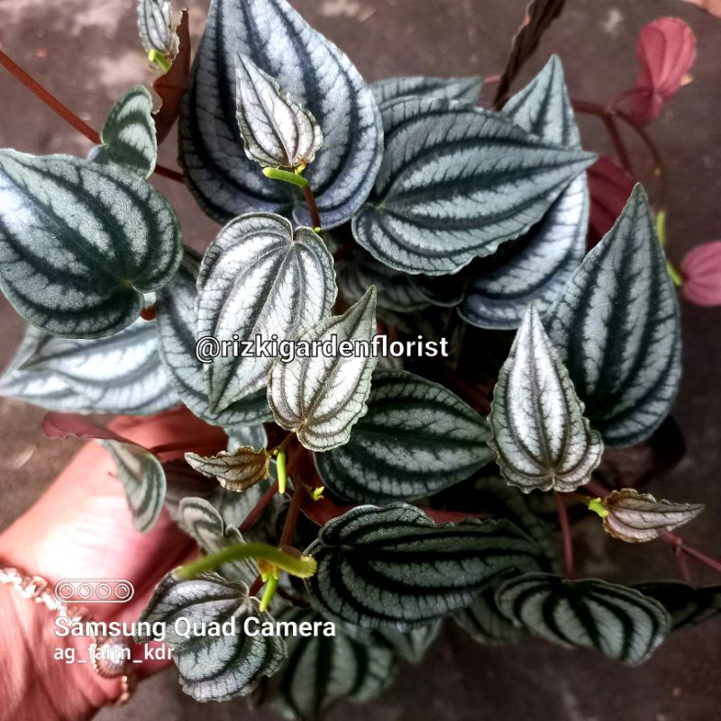 Jual INDUK RIMBUNAN PEPEROMIA WATERMELON SILVER | Shopee Indonesia