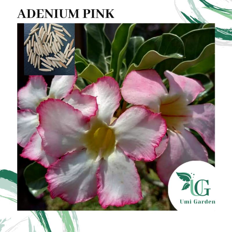 Jual 5 Biji Benih Bunga Adenium Pink Kamboja Jepang Lokal | Shopee ...