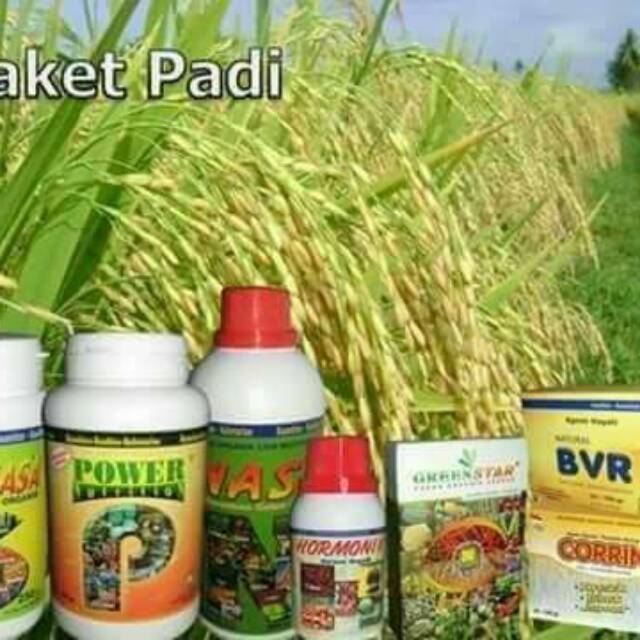 Jual PAKET BUDIDAYA PADI NASA | Shopee Indonesia