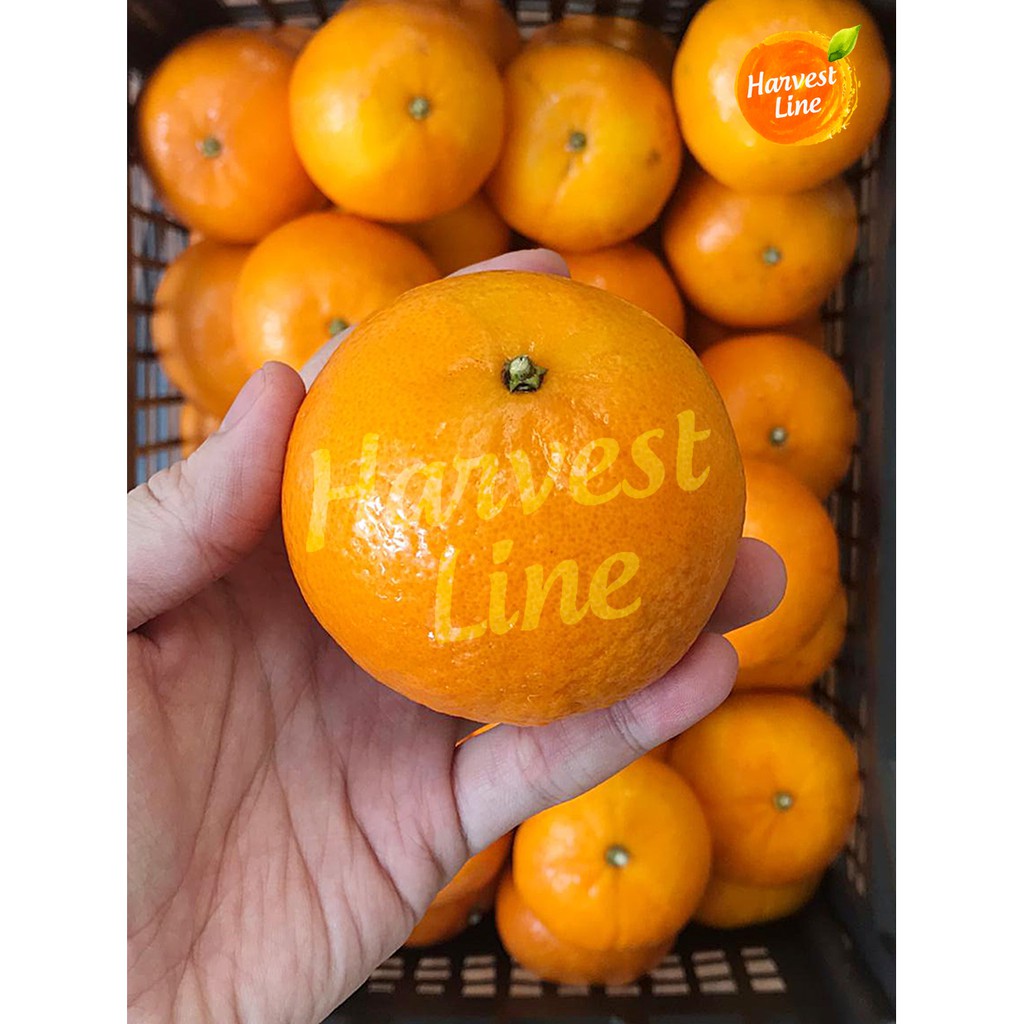 Jual JERUK KUPAS WOGAN 1KG WOKAM IMPOR IMPORT [HARVEST LINE] | Shopee ...