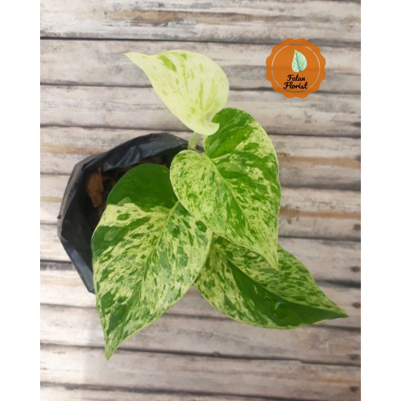 Jual GRATIS! Sirih Gading Putih / Variegata / Sirih Marble | Shopee ...
