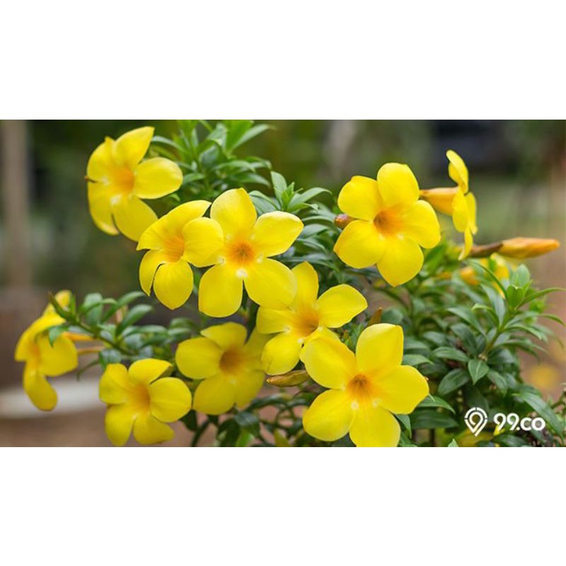 Jual bunga emas alamanda kuning tanaman hias dan juga vegetasi lebah ...