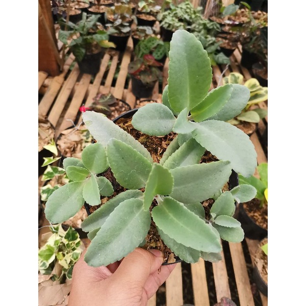 Jual Tanaman hias cocor bebek / Bryophyllum pinatum / kalanchoe pinnata ...