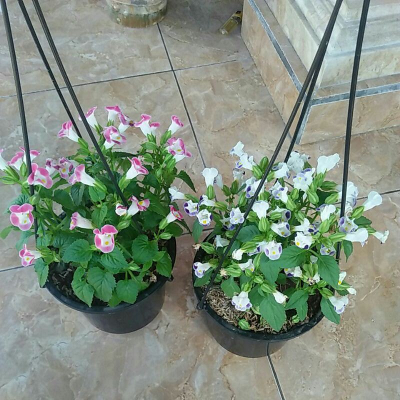 Jual Teronia Tanaman Hias Bunga Cantik | Shopee Indonesia