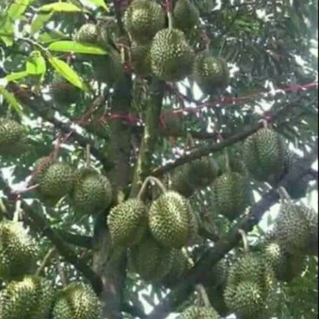 Jual DISCOUNT BIBIT TANAMAN BUAH DURIAN BAWOR KAKI 4.. , 1 METER, SPESIAL JUMBO.... | Shopee ...