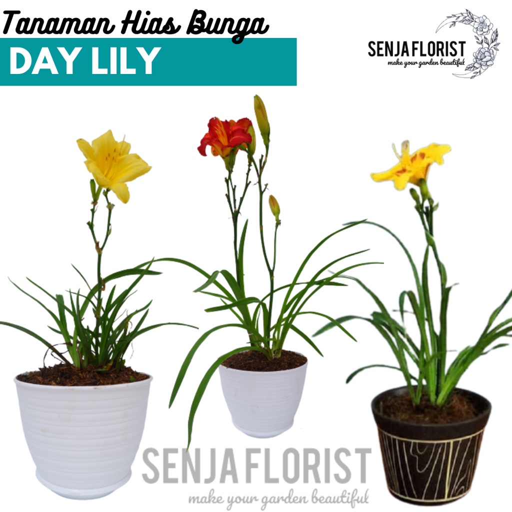 Jual Tanaman Bunga Day Lily - Daylily - Daylili - 3 Varian Warna ...