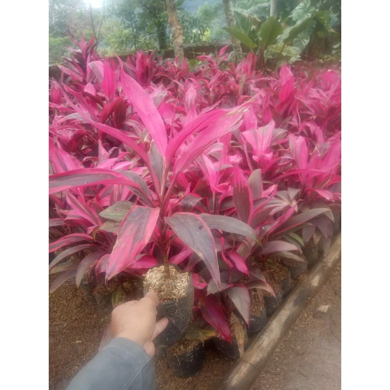 Jual andong merah/hanjuang merah | Shopee Indonesia