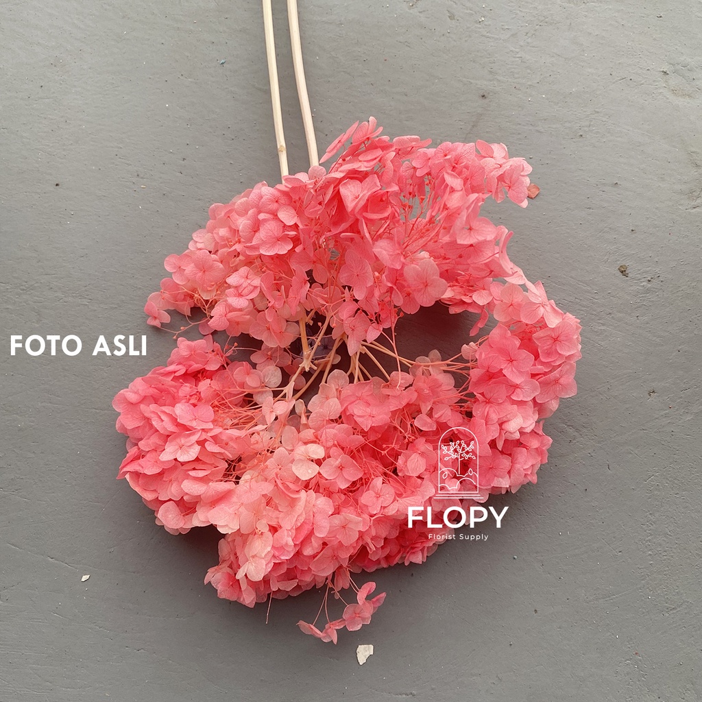 Jual [15-20 gr] Bunga Hydrangea Preserved Dried / Hortensia Abadi ...