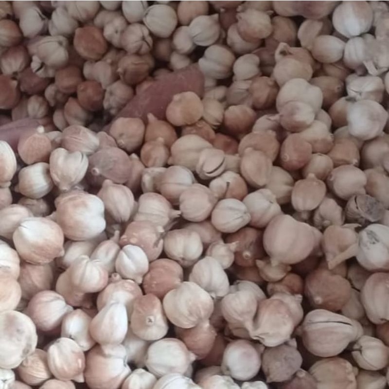 Jual kapulaga/kapolaga/kapol putih 1kg/kapol lokal/kapol Jawa/rempah ...