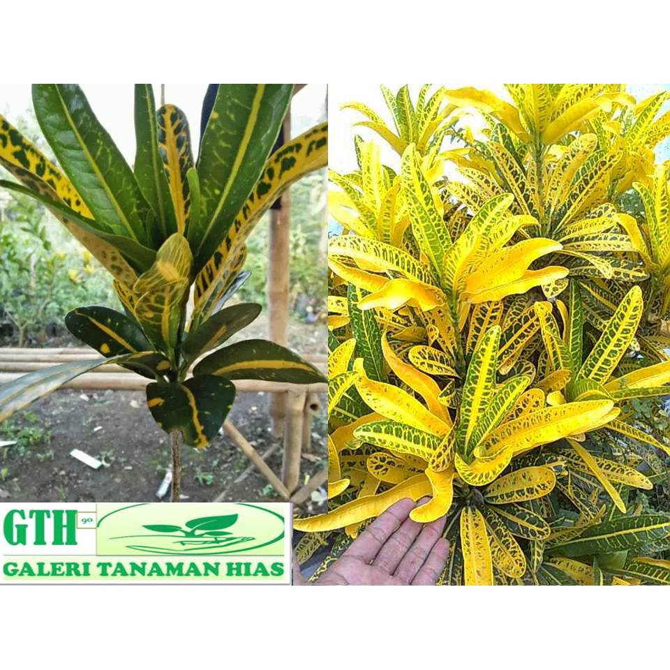 Jual Tanaman hias bunga puring timun mas kuning | Tanaman puring ...