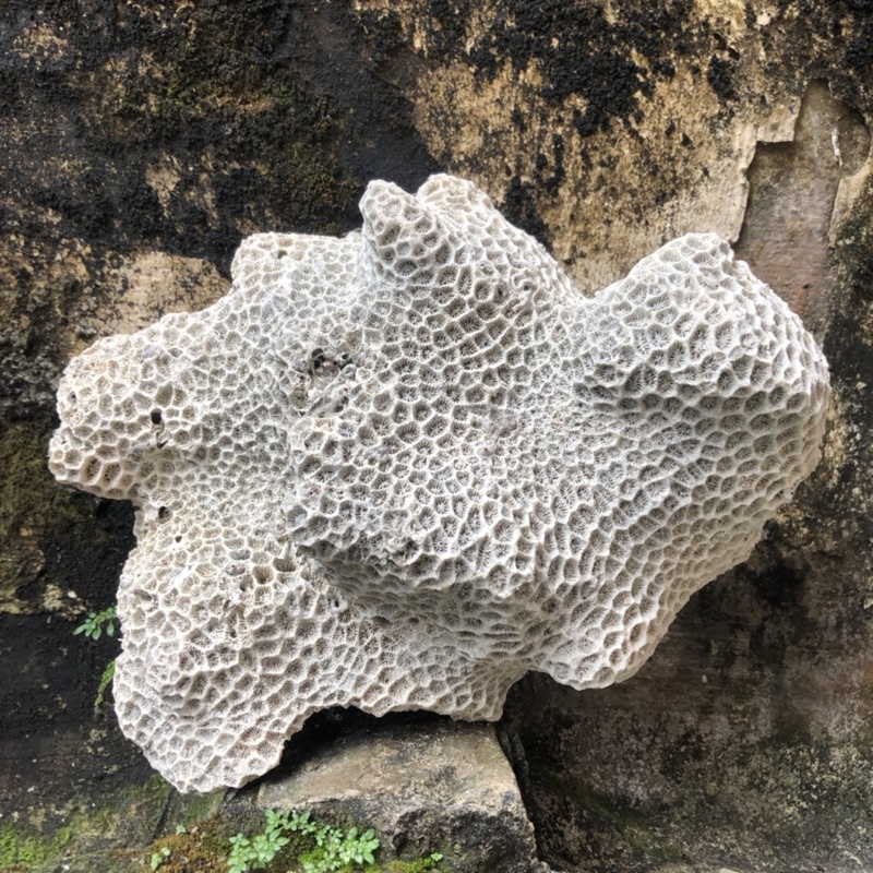 Jual BATU KARANG BENTUK BUNGA MEKAR MODEL LEMPENGAN JUMBO/ BATU KARANG ...