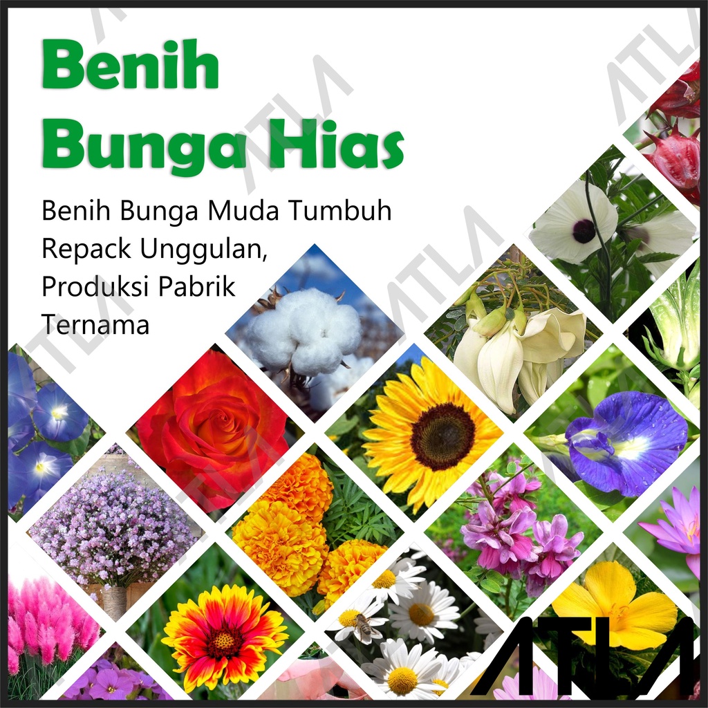 Jual Benih Bunga Hias Bibit Tanaman Biji Flower Seed Cantik Unggul ...